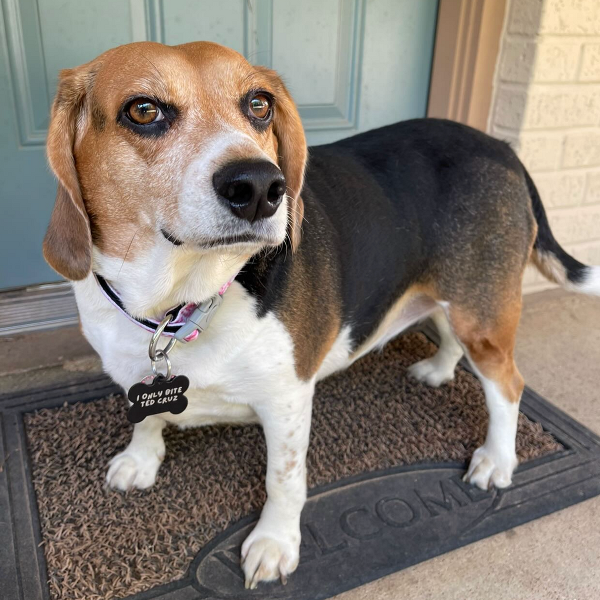 I Only Bite Ted Cruz Dog Tag | Give A Damn!